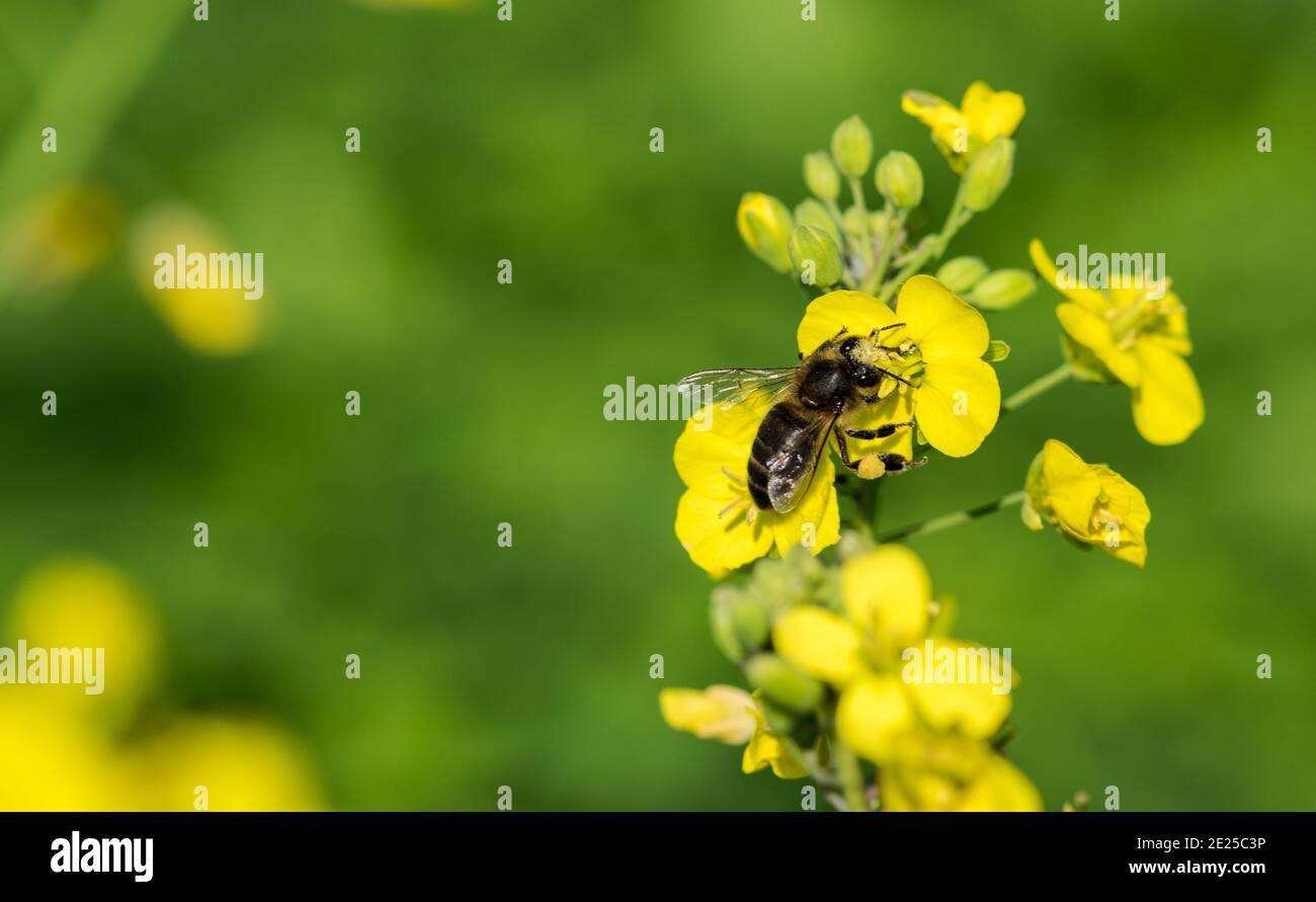 Selective focus of a bee pollinating on a yellow blossomed perennial ...