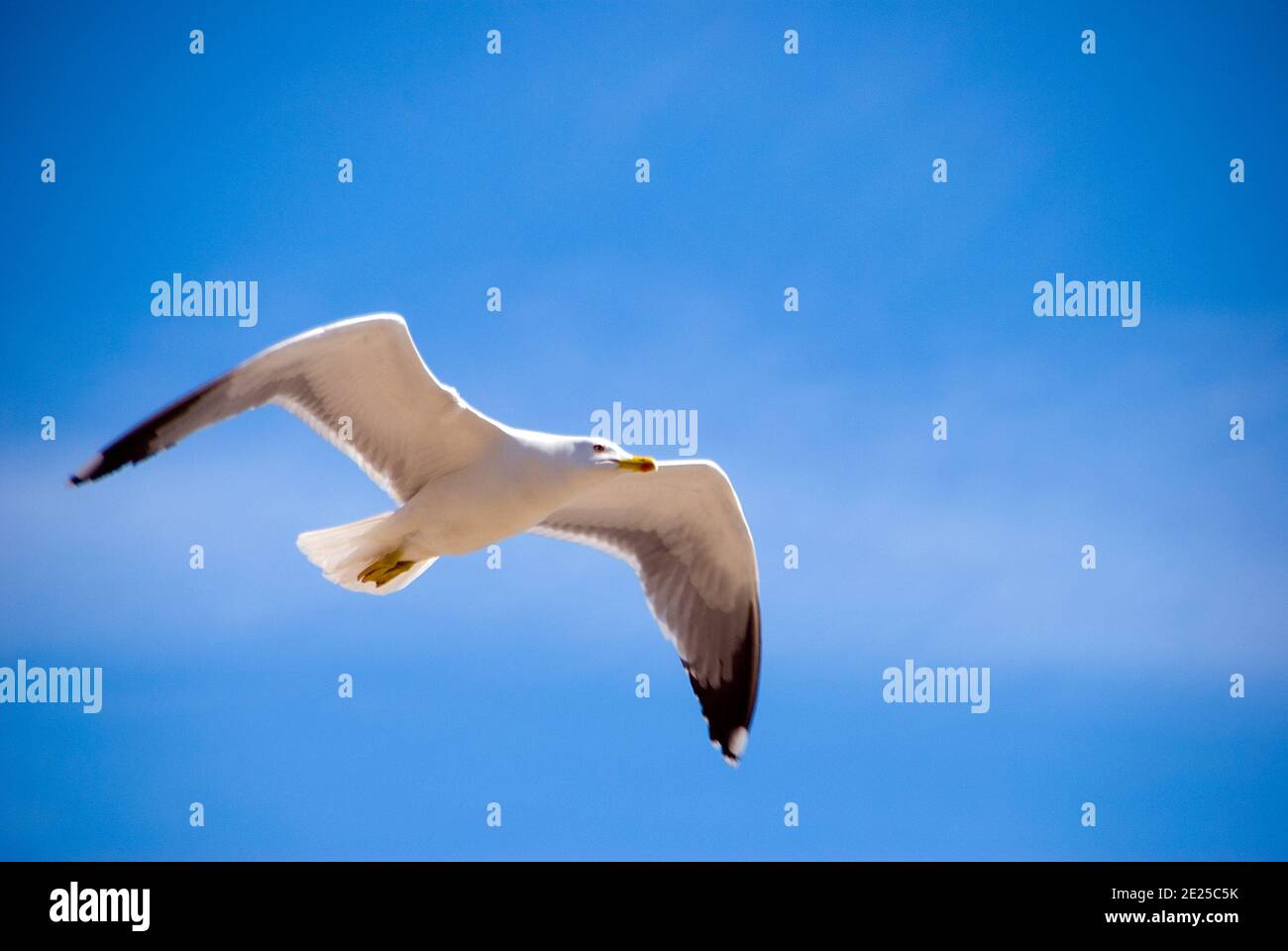 Spreaded wing hi-res stock photography and images - Alamy