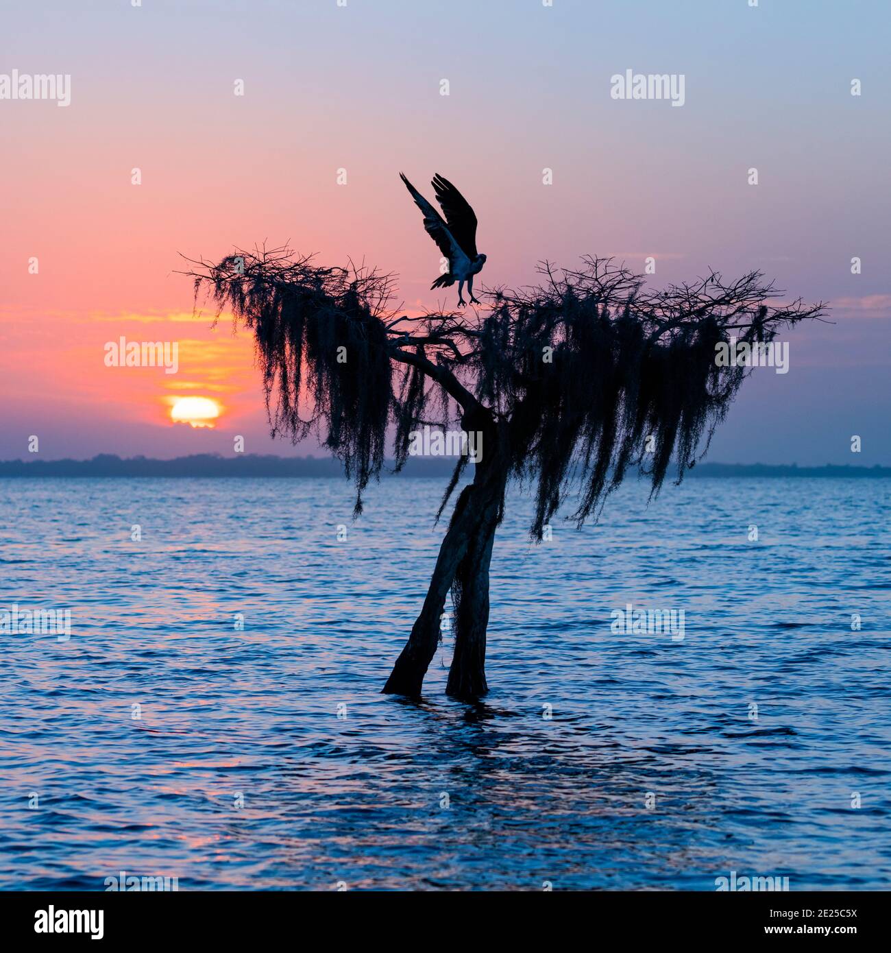 OSPREY - AGUILA PESCADORA (Pandion haliaetus) also called sea hawk ...