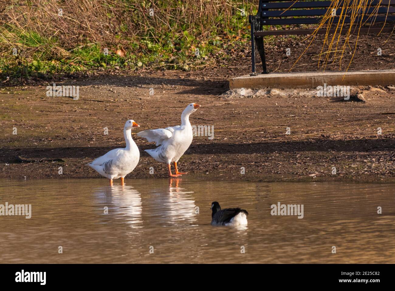 Hissing geese hi-res stock photography and images - Alamy