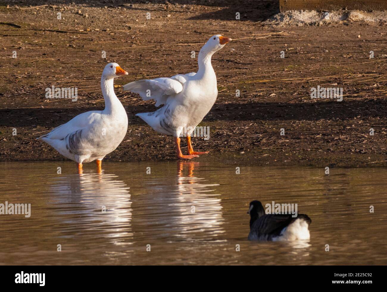 Hissing geese hi-res stock photography and images - Alamy