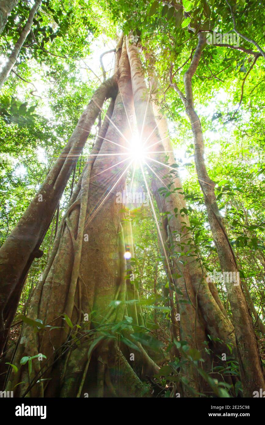 Low angle view large banyan tree growing in a primeval rainforest ...