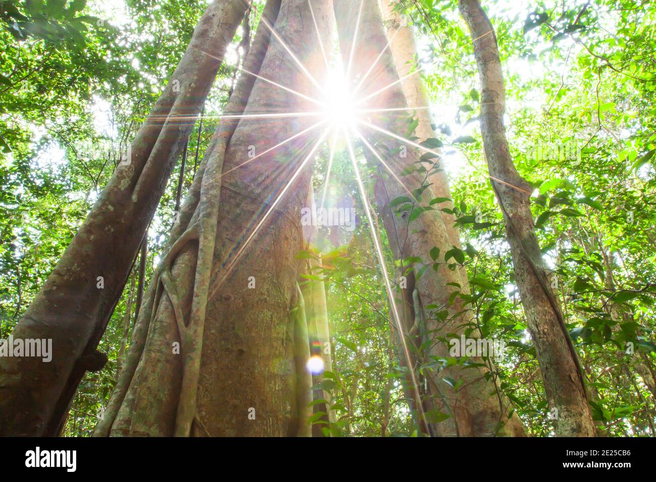 Low angle view large banyan tree growing in a primeval rainforest ...