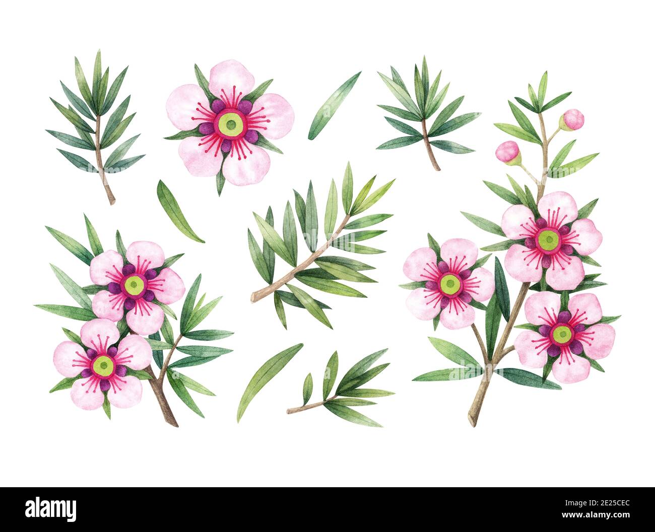 Manuka Flower High Resolution Stock Photography and Images - Alamy