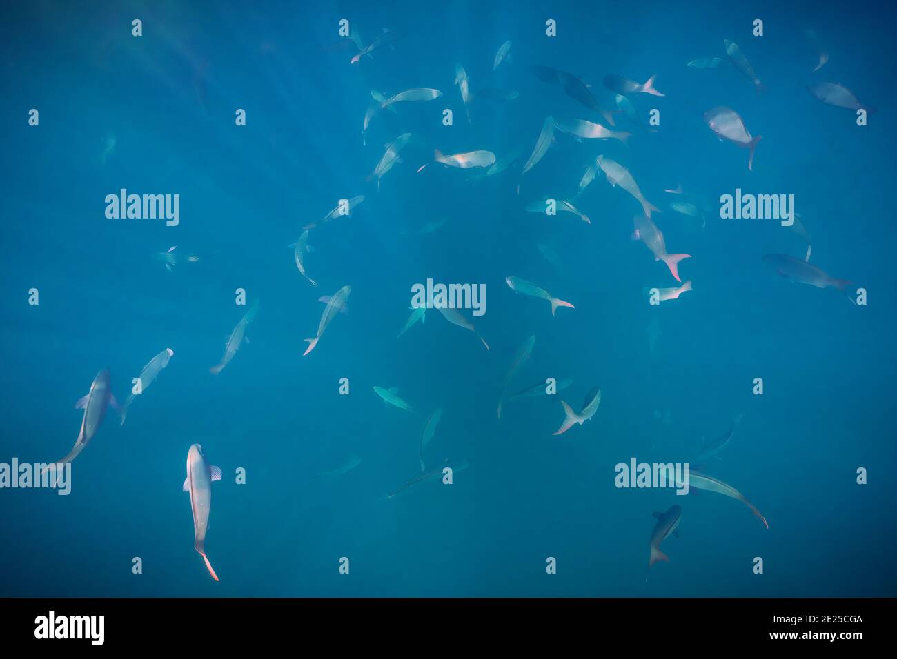 A school of Pacific Creolefish (Paranthias colonus) a type of grouper ...