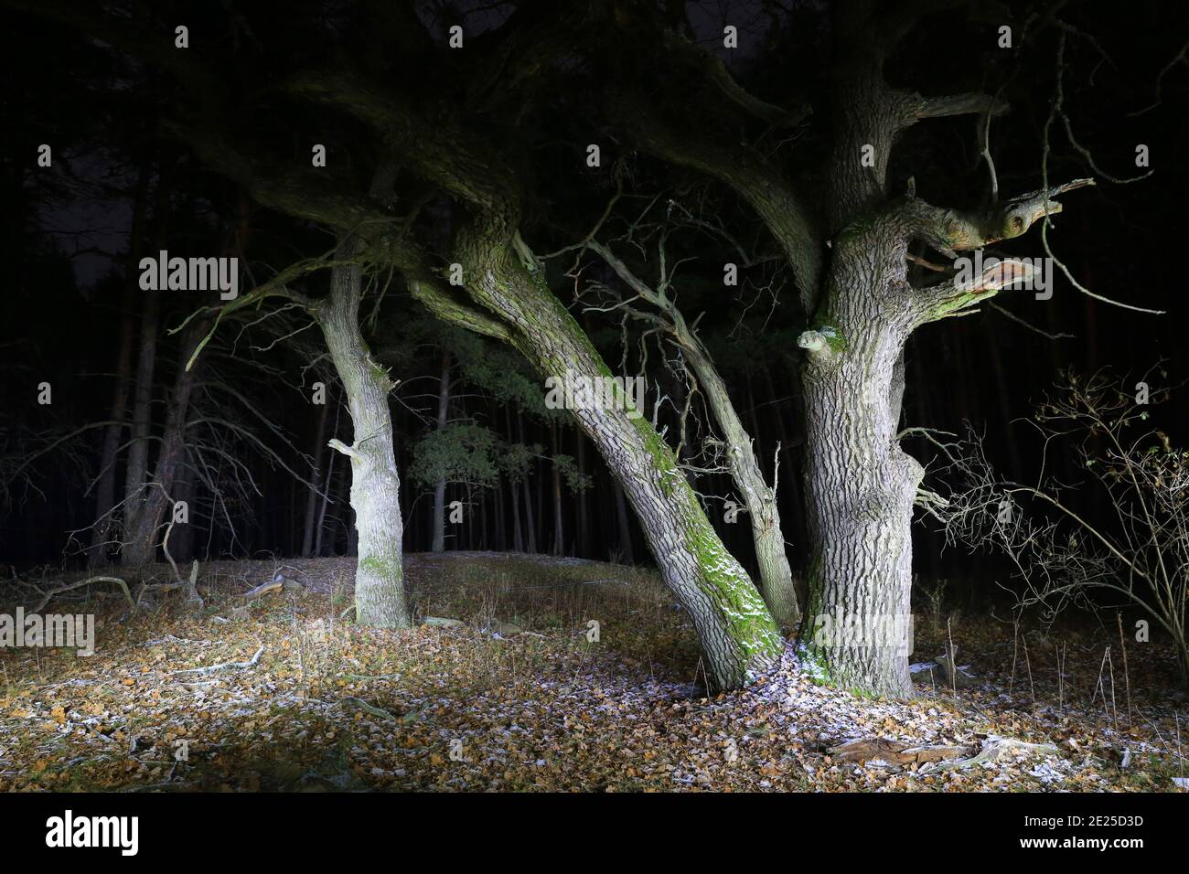 Night landscape with old oak trees in forest Stock Photo - Alamy