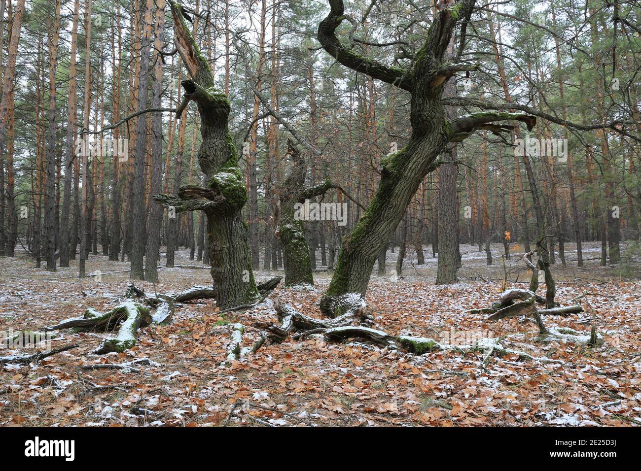 Landscape with old oak tree in forest Stock Photo - Alamy