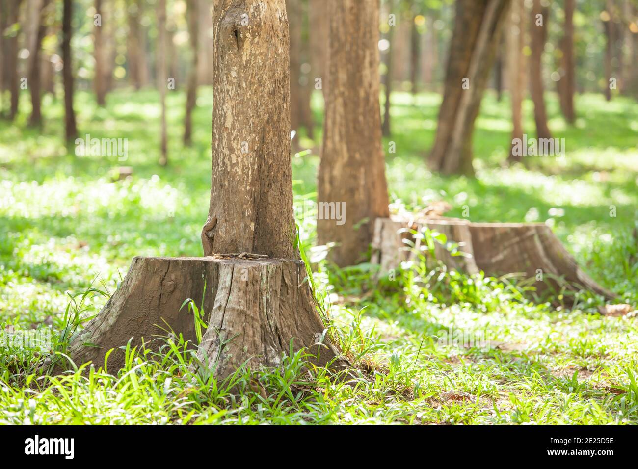 Strong teak growth up within dead teak tree stump, dead or alive ...
