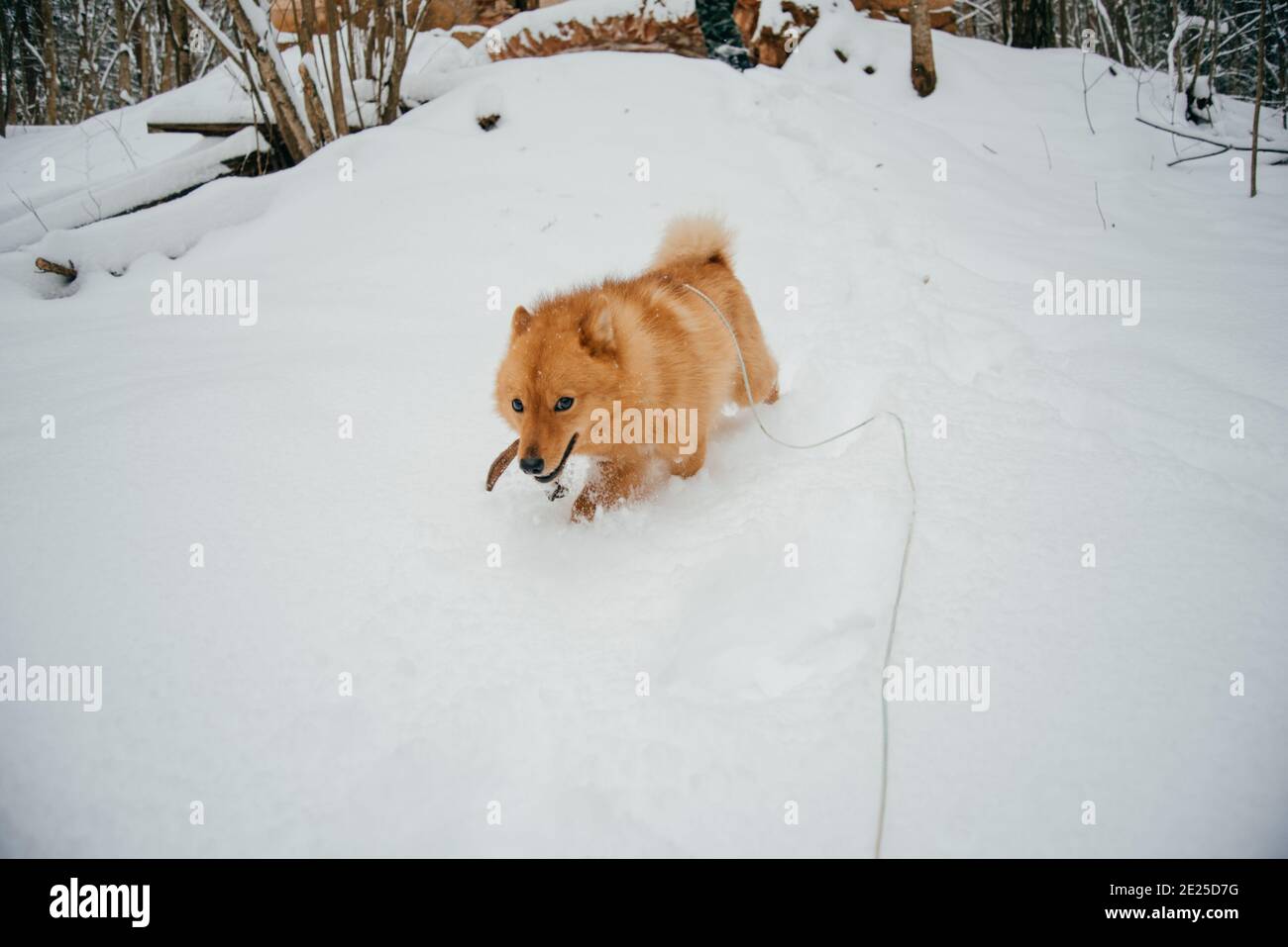 red fluffy dog in a snowy forest Stock Photo - Alamy