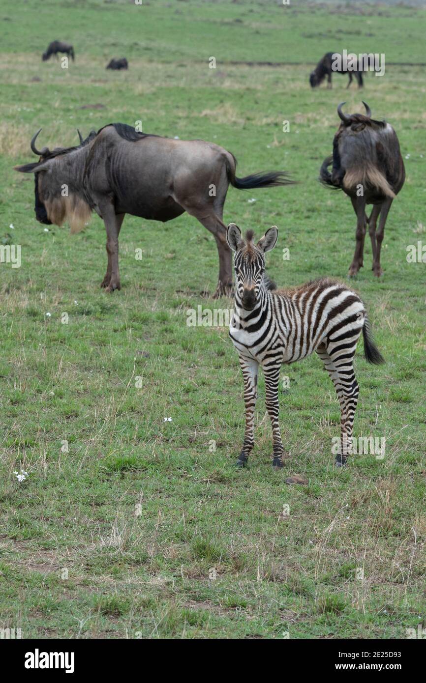 Baby common zebra hi-res stock photography and images - Alamy