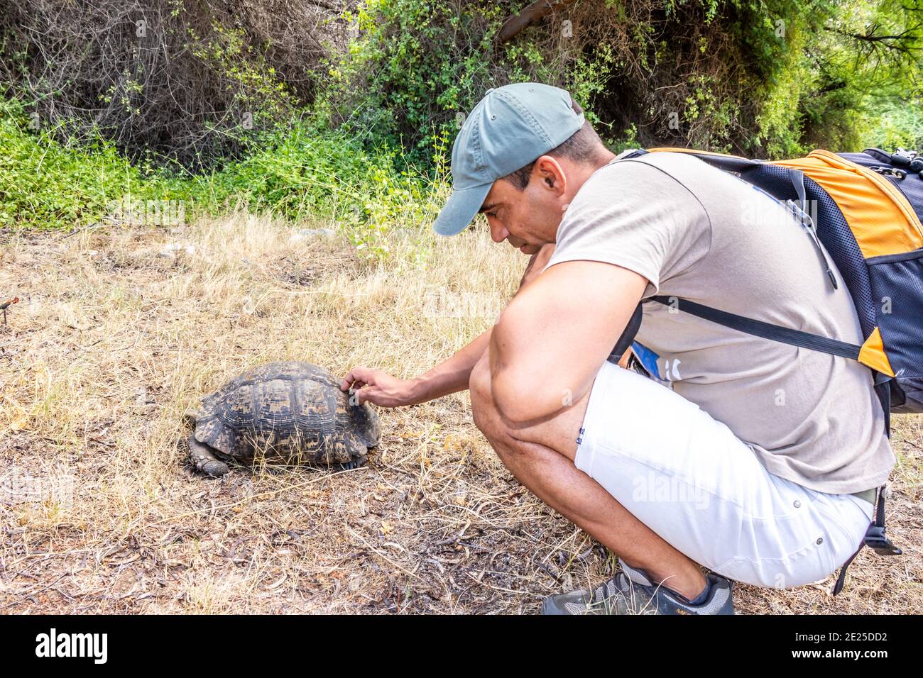 Caucasian man touching a Leopard tortoise (Stigmochelys pardalis ...