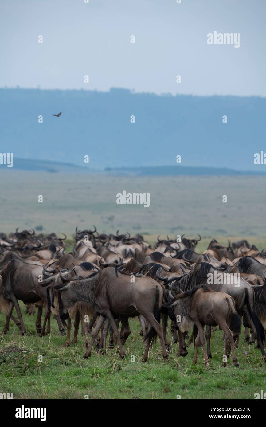 Wildebeest aka gnu migration in hi-res stock photography and images - Alamy