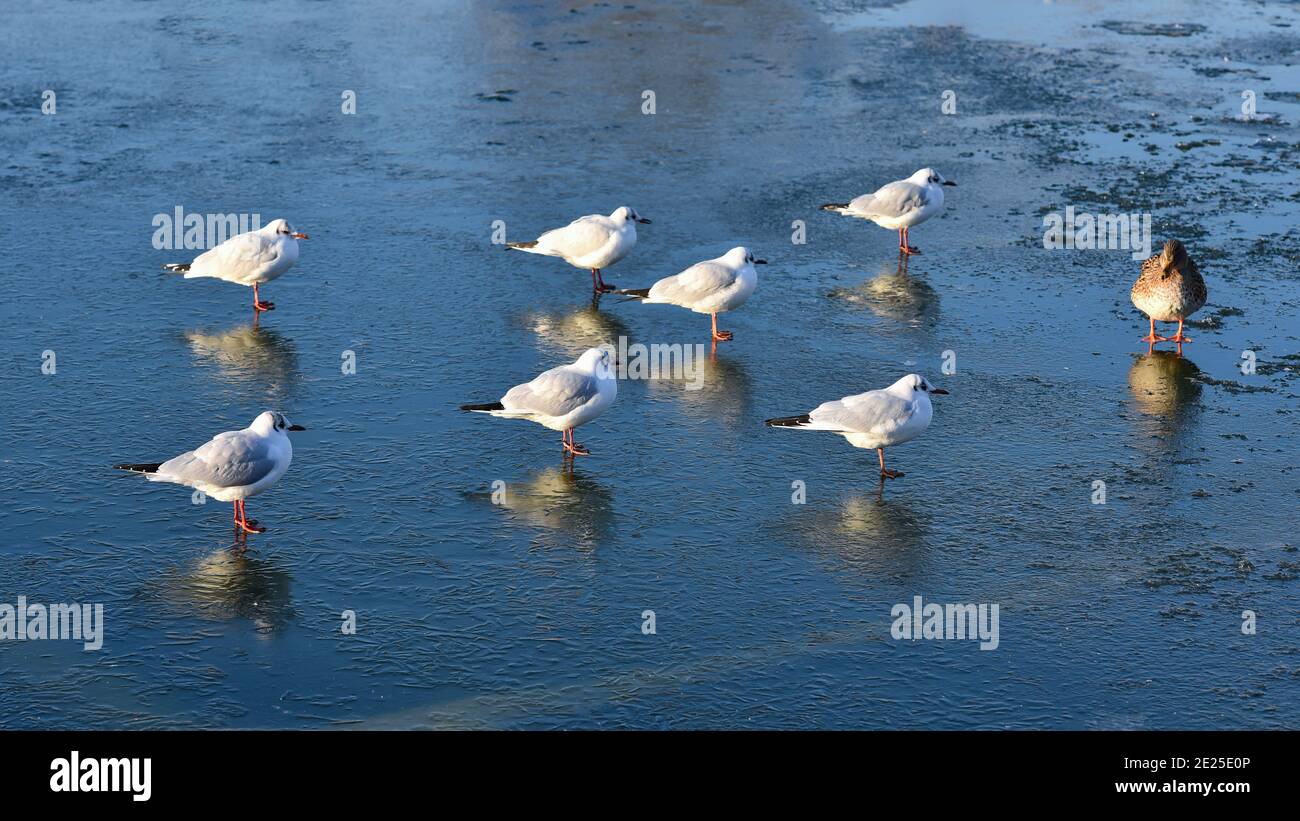 Gulls sunbathing and resting on a frozen lake. Seagulls reflecting on ...