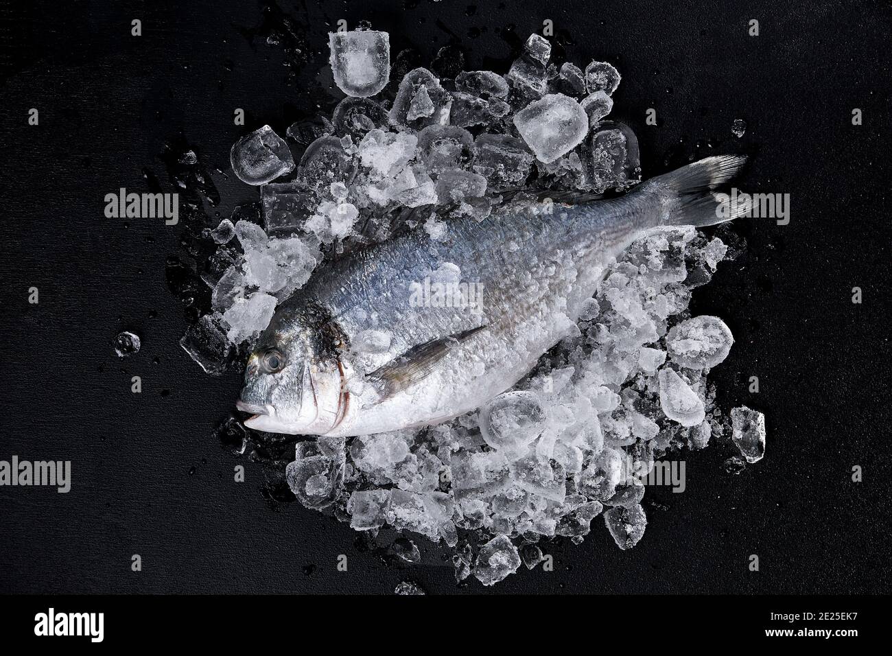 Raw fresh organic dorado or sea bream on ice cubes over black slate ...