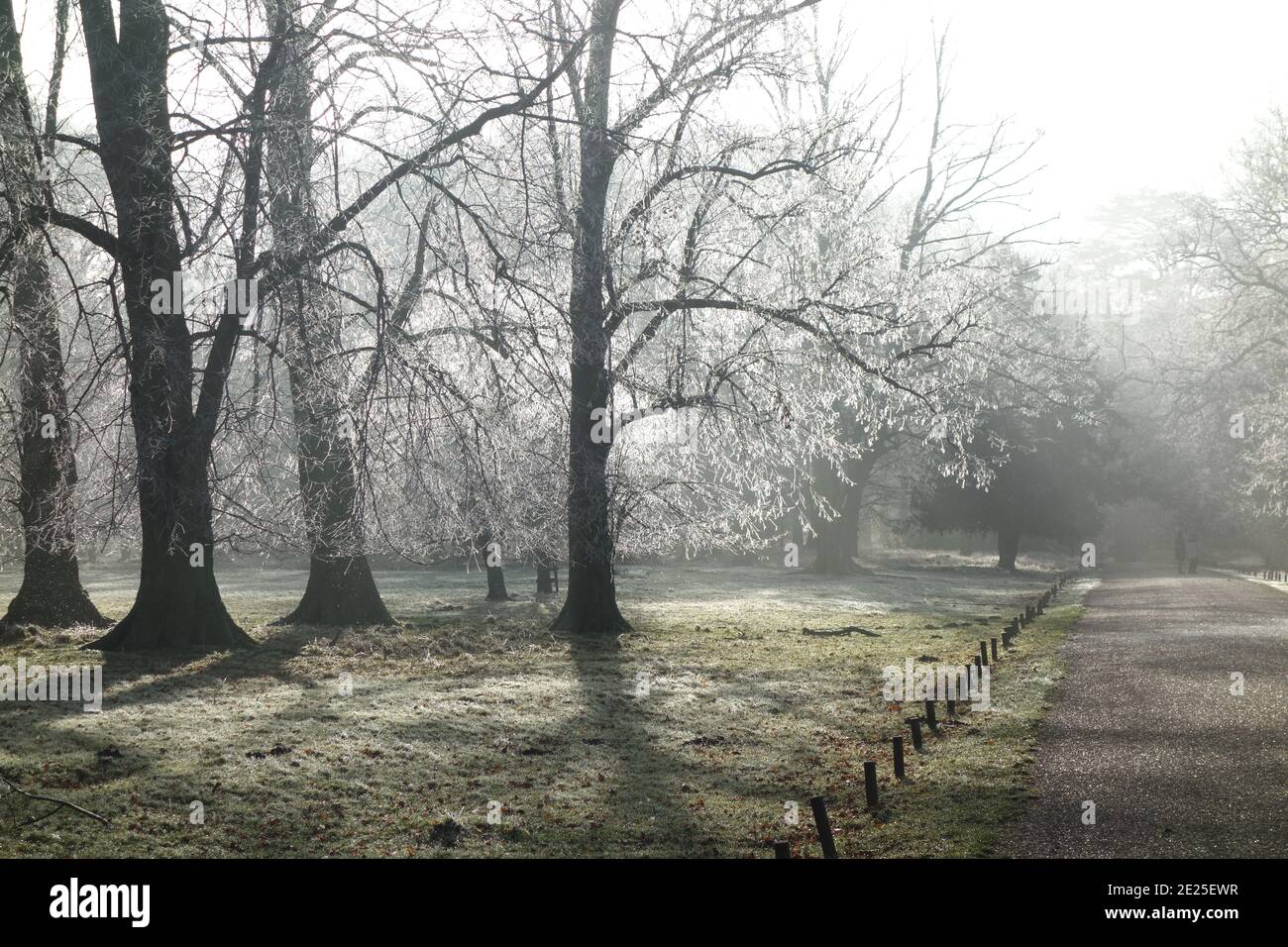 Trees with ice on their branches caught in January sunshine Stock Photo ...