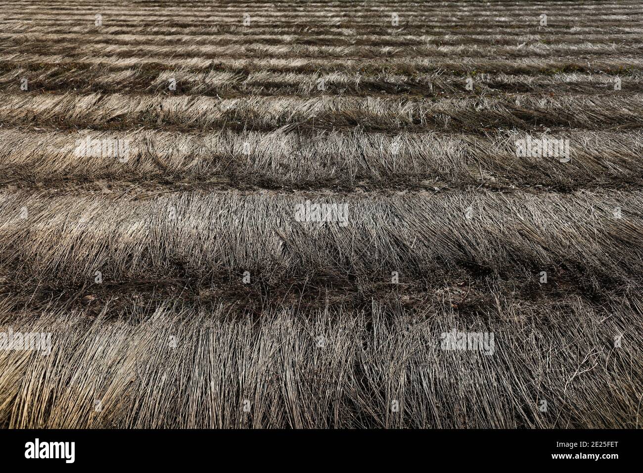 Retting hi-res stock photography and images - Alamy