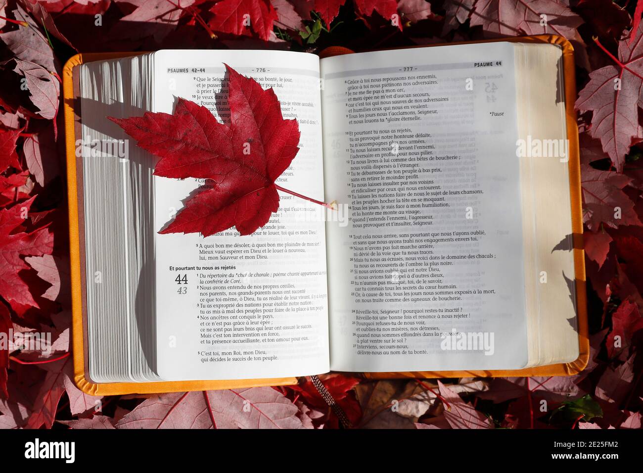 Open bible on a bench with dry fallen autumn red leaves. Faith and ...