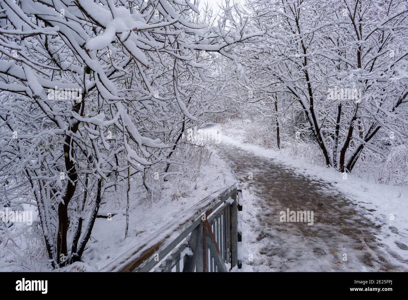 Snowy path with a gate and trees covered with snow. Winter background ...