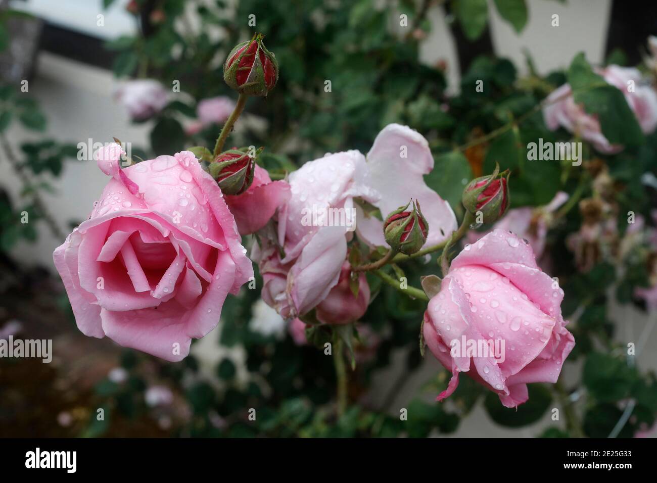 Wet roses hi-res stock photography and images - Alamy