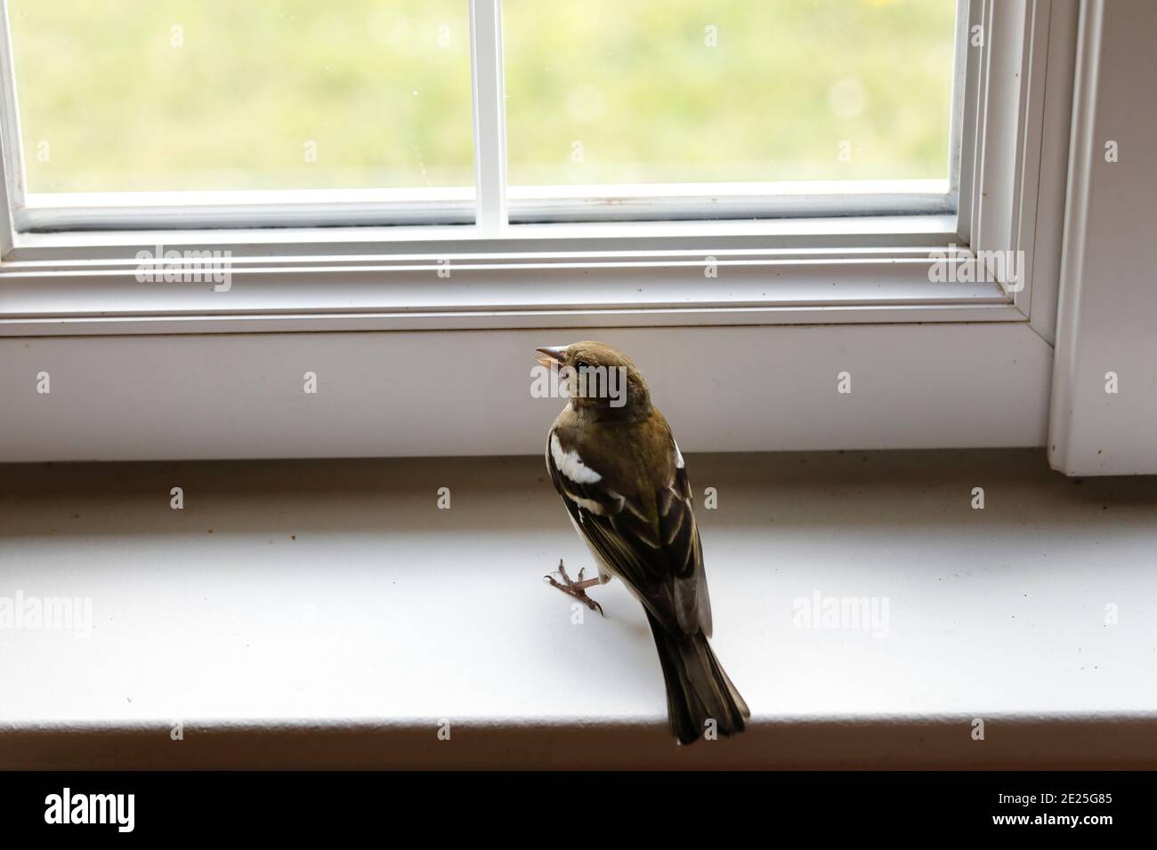 Bird trapped hi-res stock photography and images - Alamy