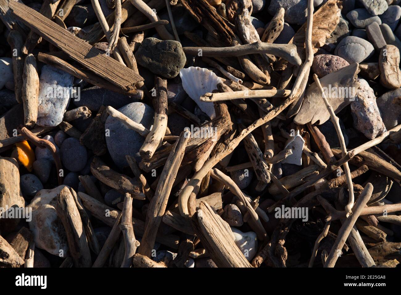 Pebbles, shells and wood washed up on the beach Stock Photo - Alamy