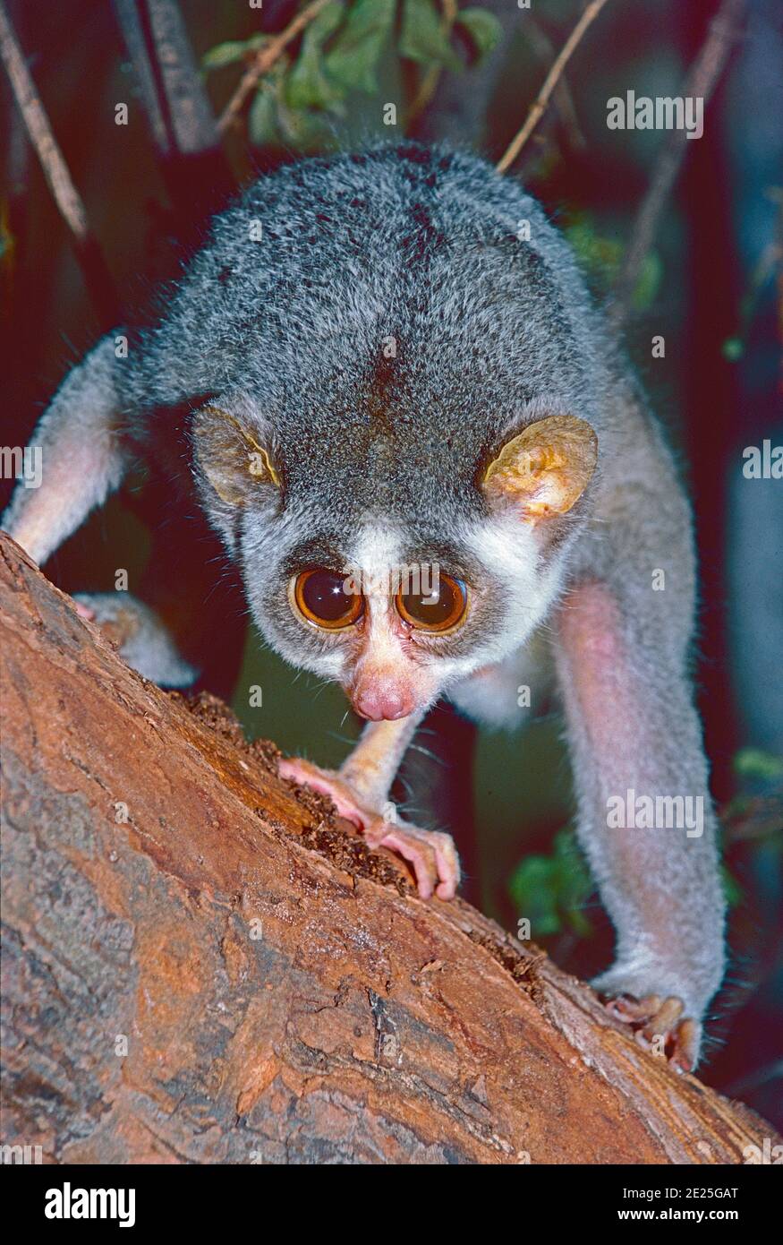Red Slender Loris