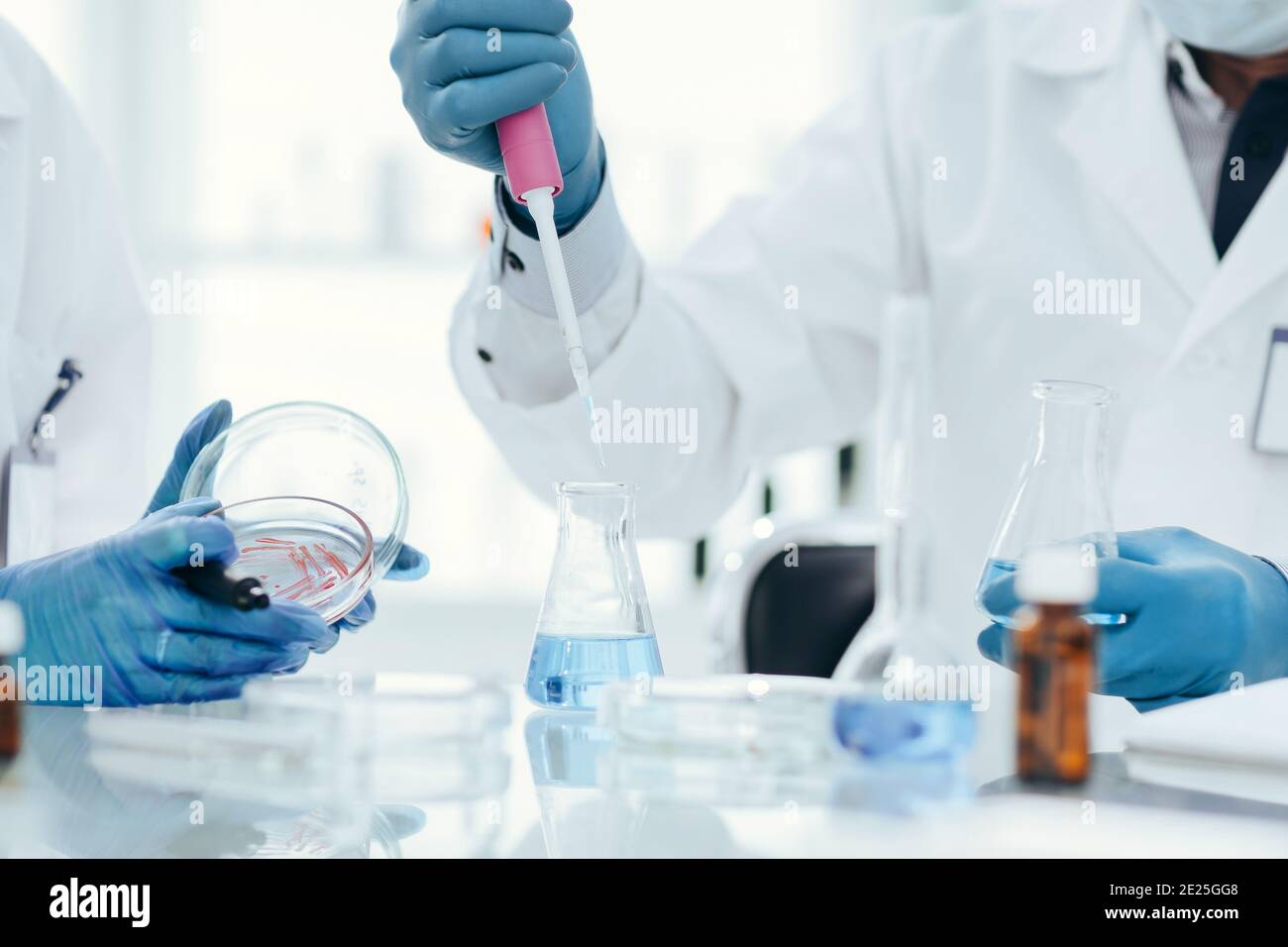 close up. Scientists testing liquid from a Petri dish Stock Photo - Alamy