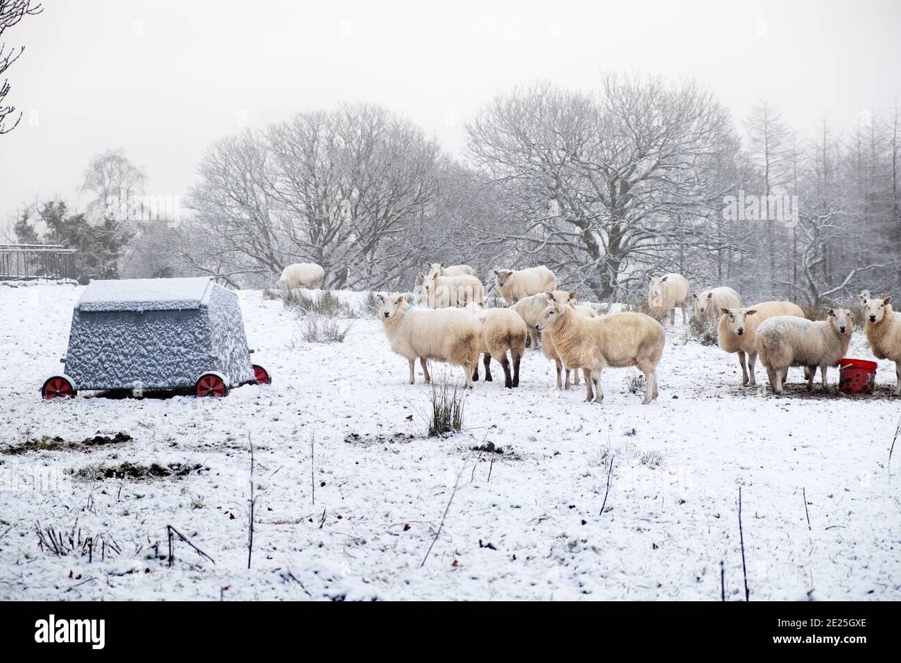 Waiting in the cold of winter for food hi-res stock photography and ...