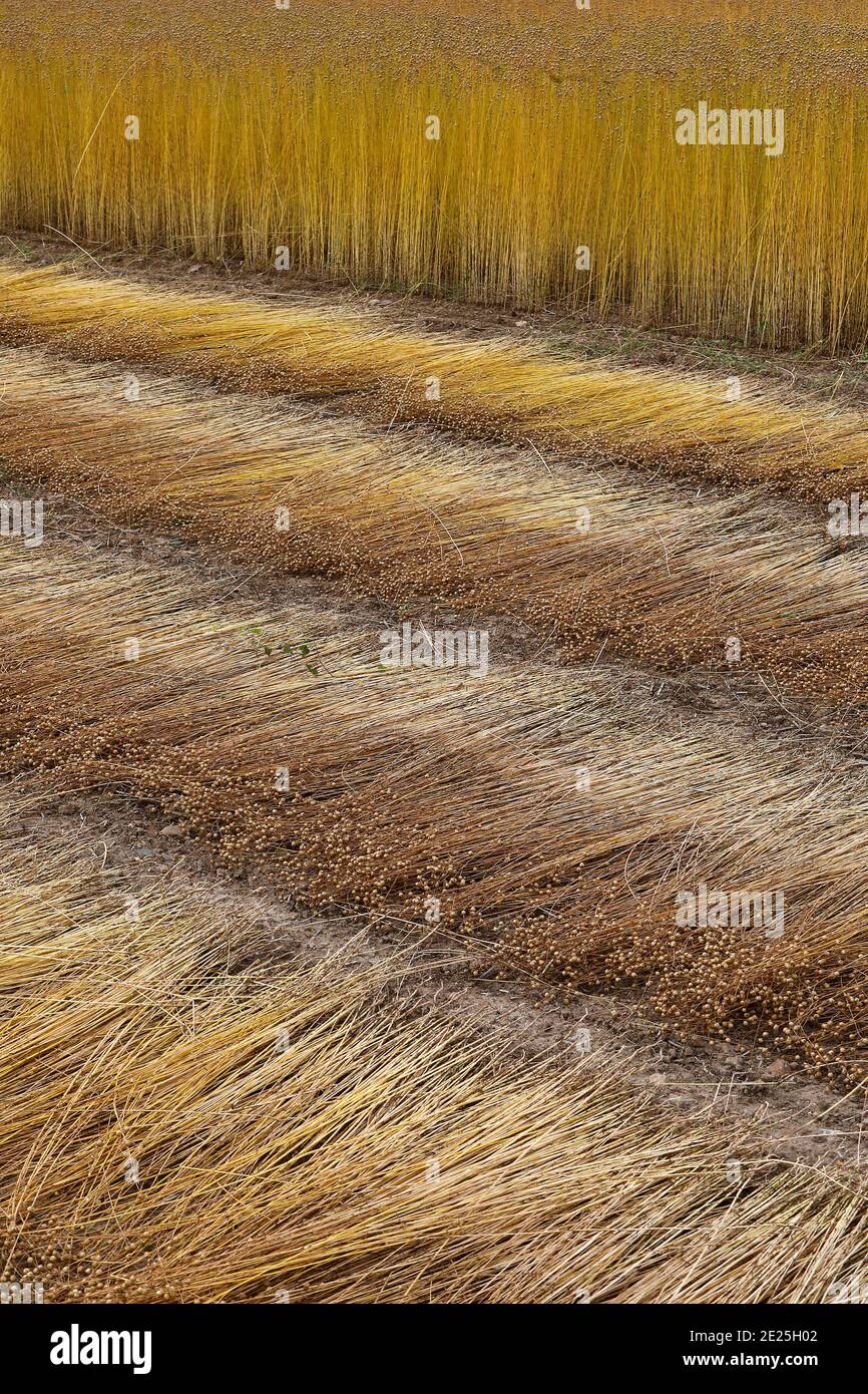 Flax field in hi-res stock photography and images - Alamy