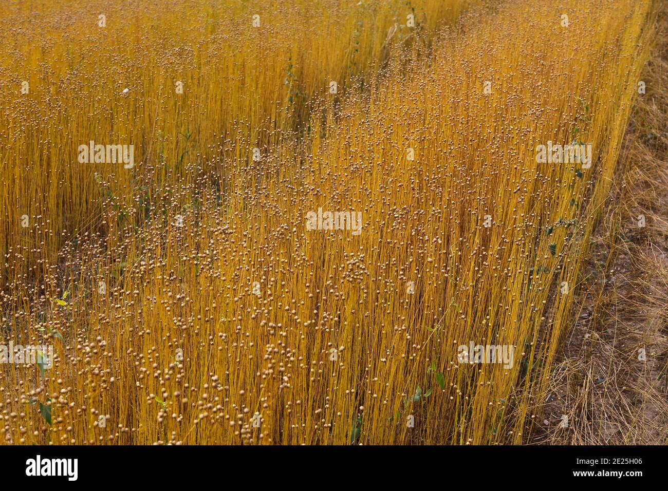 Flax field france hi-res stock photography and images - Alamy