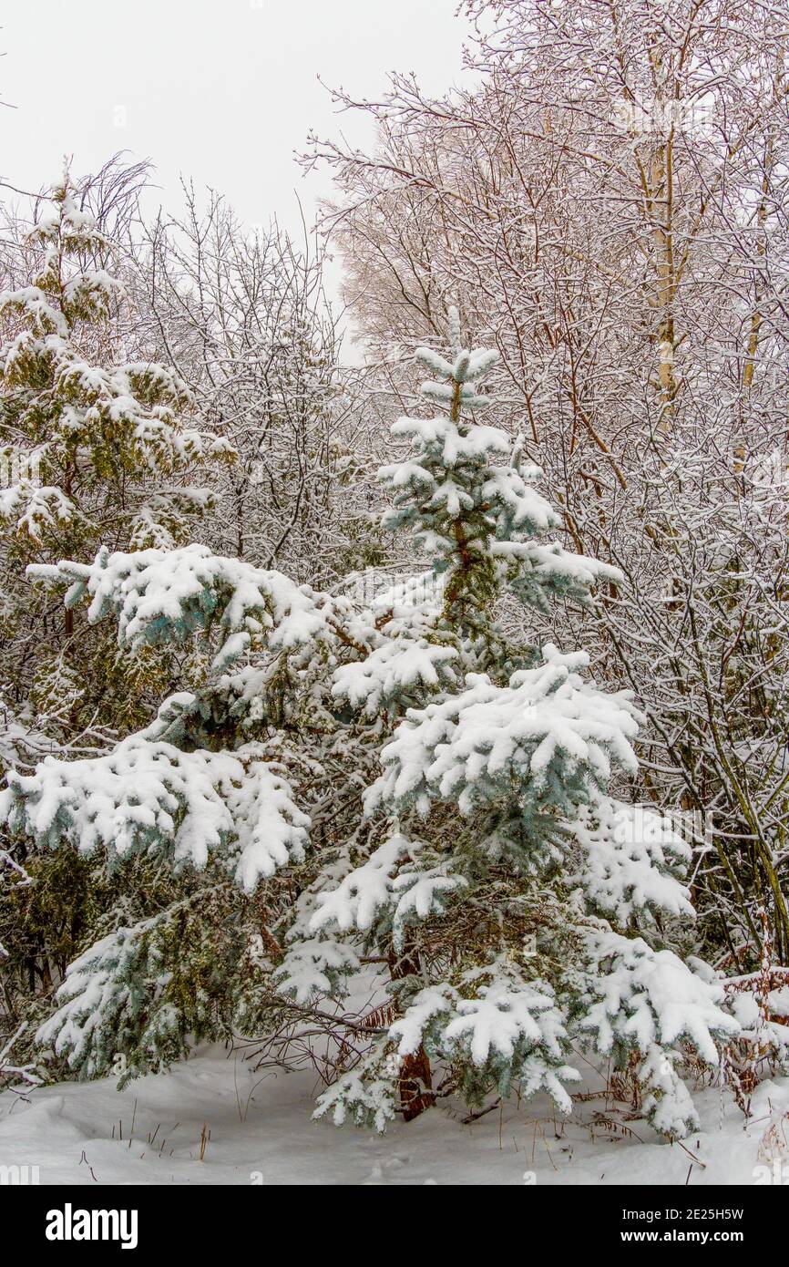 Blue spruce in deep snow in an impenetrable wild forest after a ...