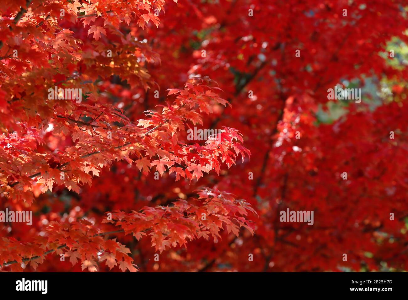 Maple tree with red-coloured autumn leaves. France Stock Photo - Alamy