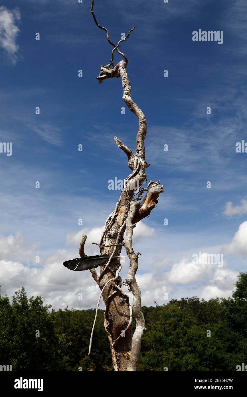 Arbre mort france hi-res stock photography and images - Alamy