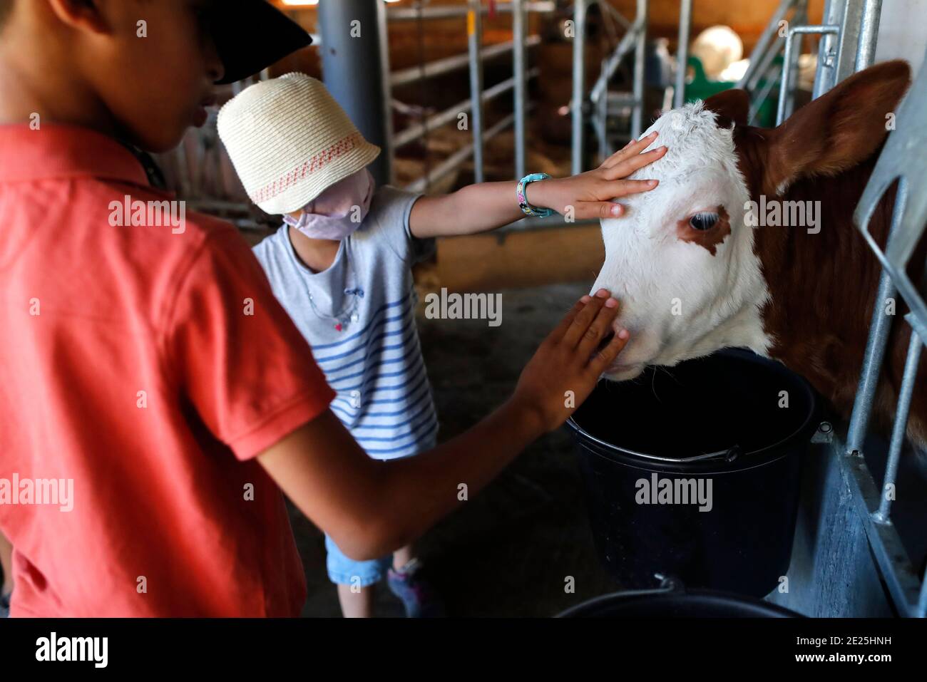 Traditional farm in the French Alps. Young girl with young calf in an ...