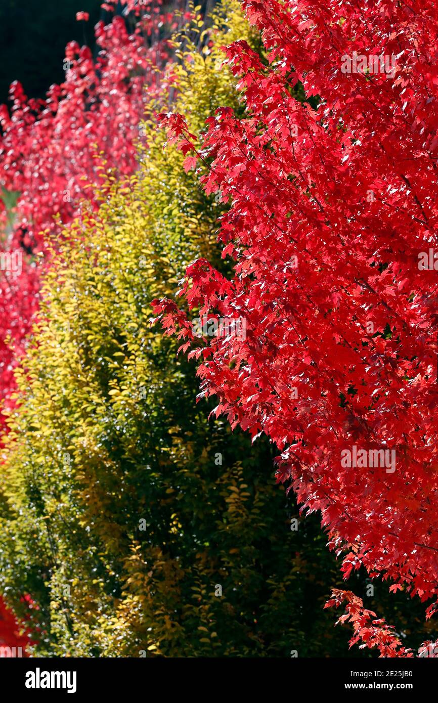 Maple tree with red-coloured autumn leaves. France Stock Photo - Alamy