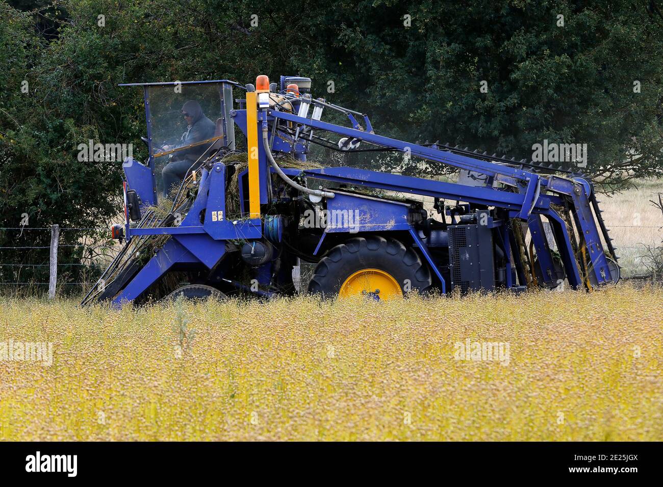 Travail pulling hi-res stock photography and images - Alamy