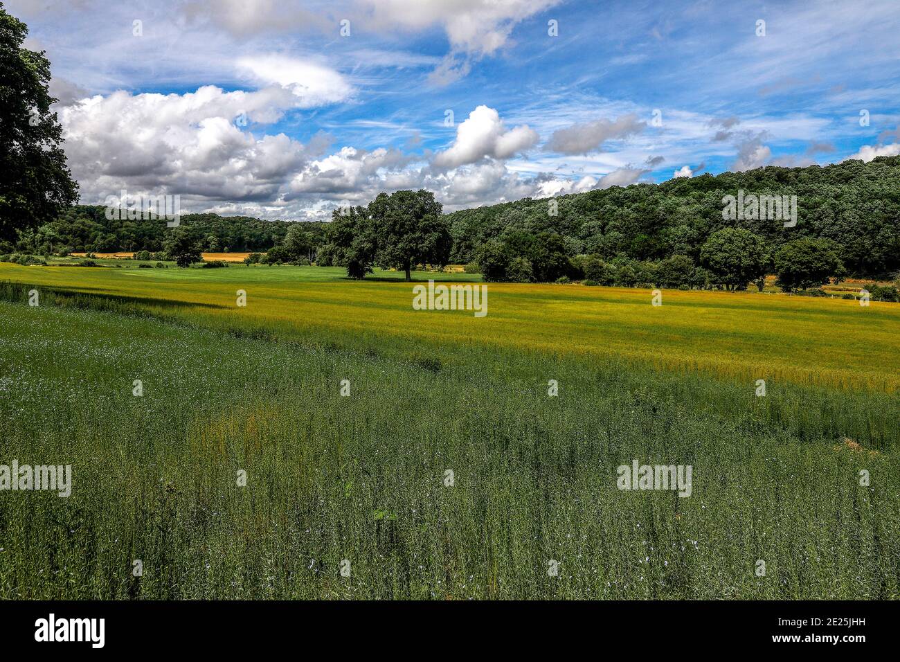 Flax field in Eure, France Stock Photo - Alamy