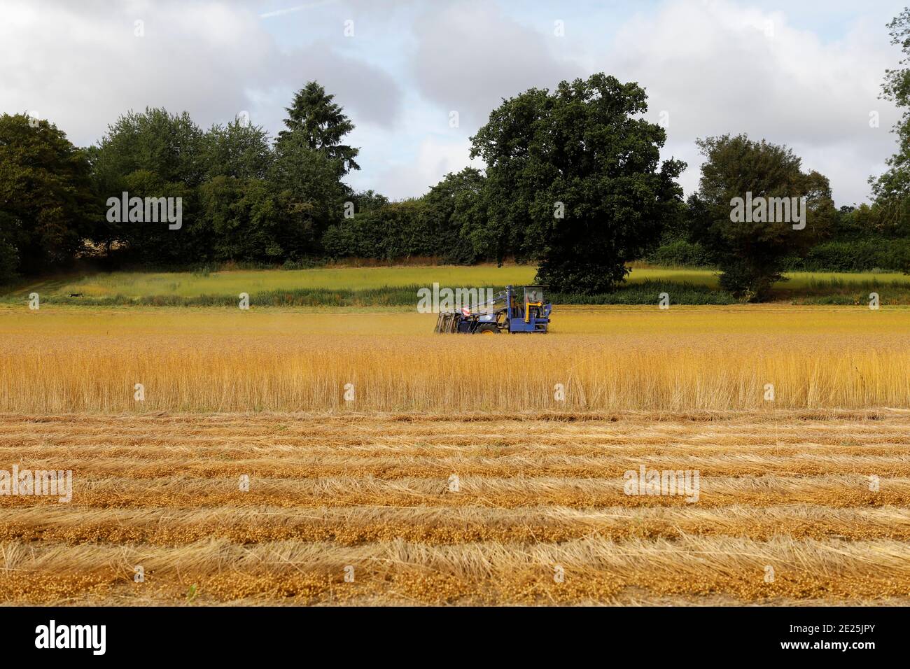 Flax pulling in Eure, France Stock Photo - Alamy
