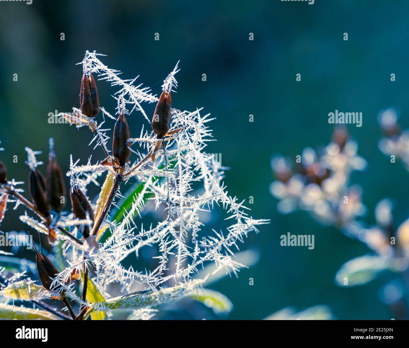 Frosted seeds of a saint johns wort bush Stock Photo - Alamy