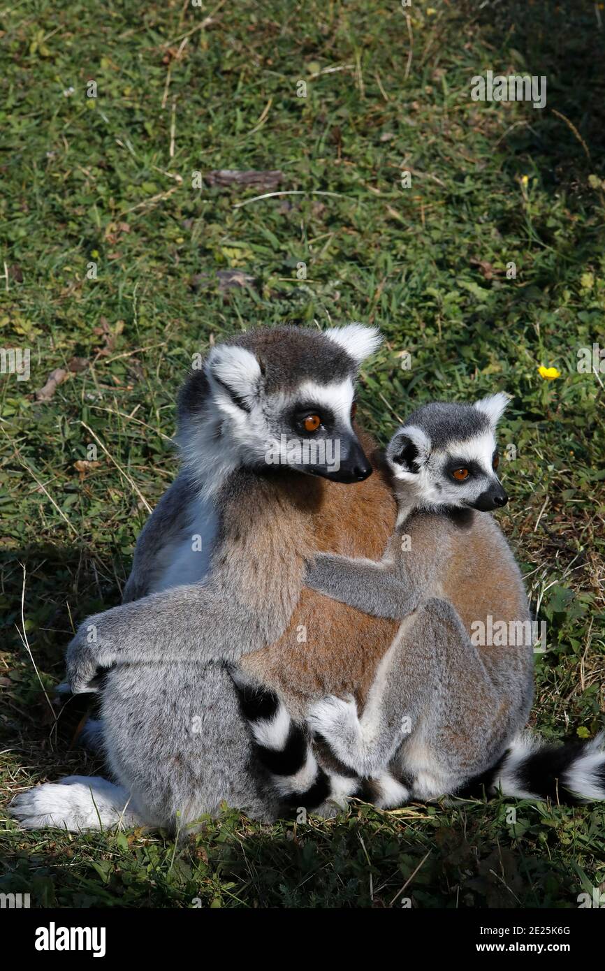 Maki Catta (LEMUR CATTA) in Thoiry zoo park, France Stock Photo - Alamy