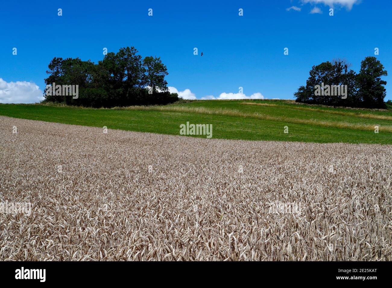 Wheat field. Switzerland Stock Photo - Alamy
