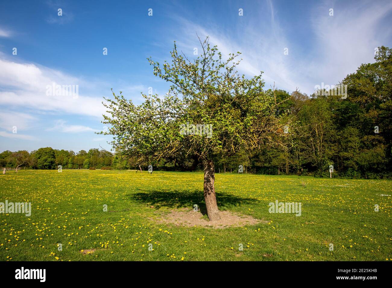 Pommier apple tree hi-res stock photography and images - Alamy