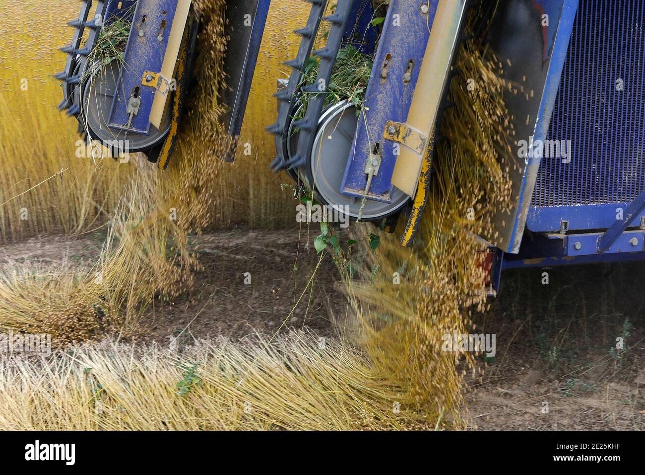 Travail pulling hi-res stock photography and images - Alamy