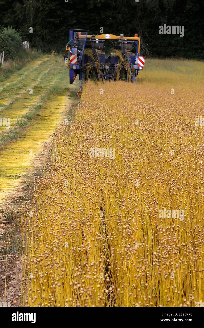 Travail pulling hi-res stock photography and images - Alamy