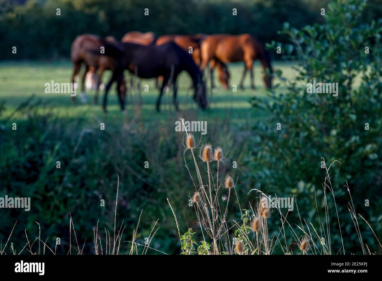 Valley of the risle river hi-res stock photography and images - Alamy
