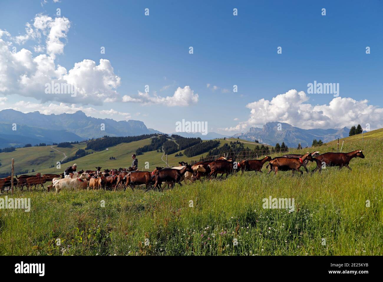 Goat farm in the french Alps. France Stock Photo - Alamy