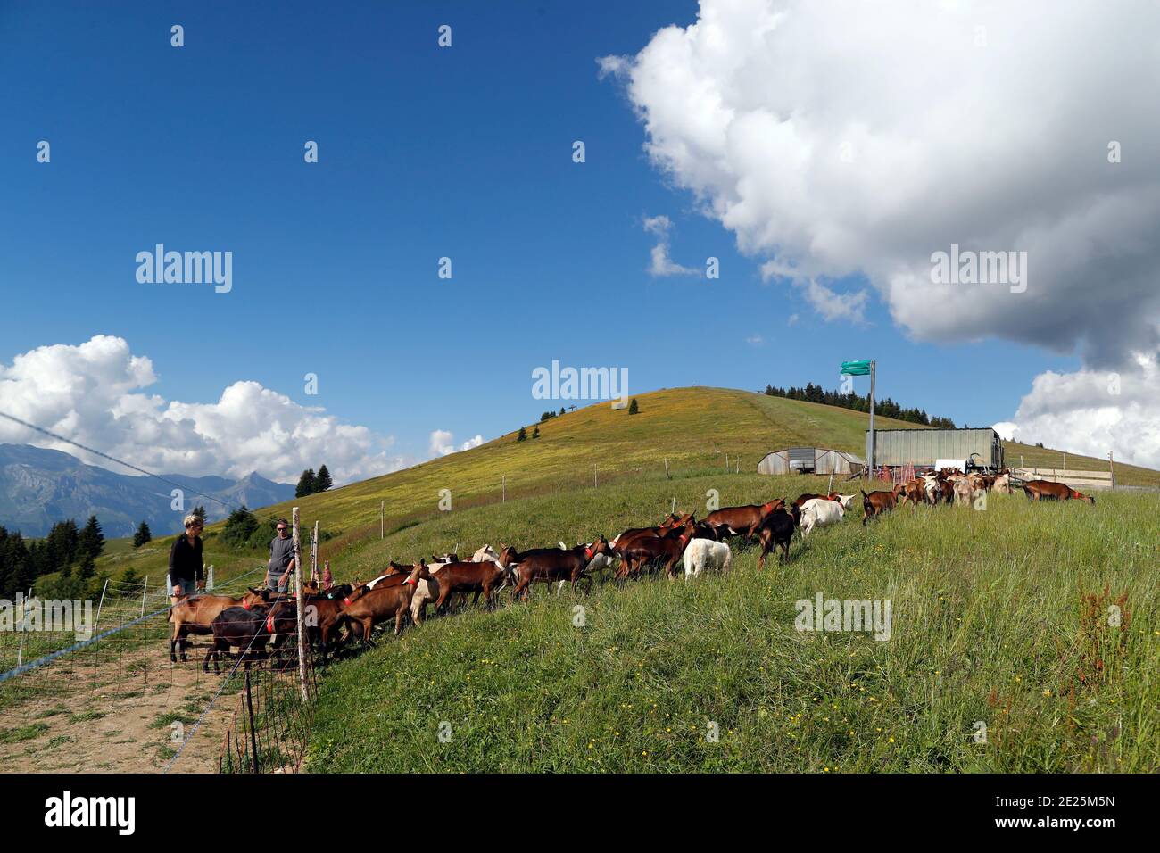 Toupeau hi-res stock photography and images - Alamy