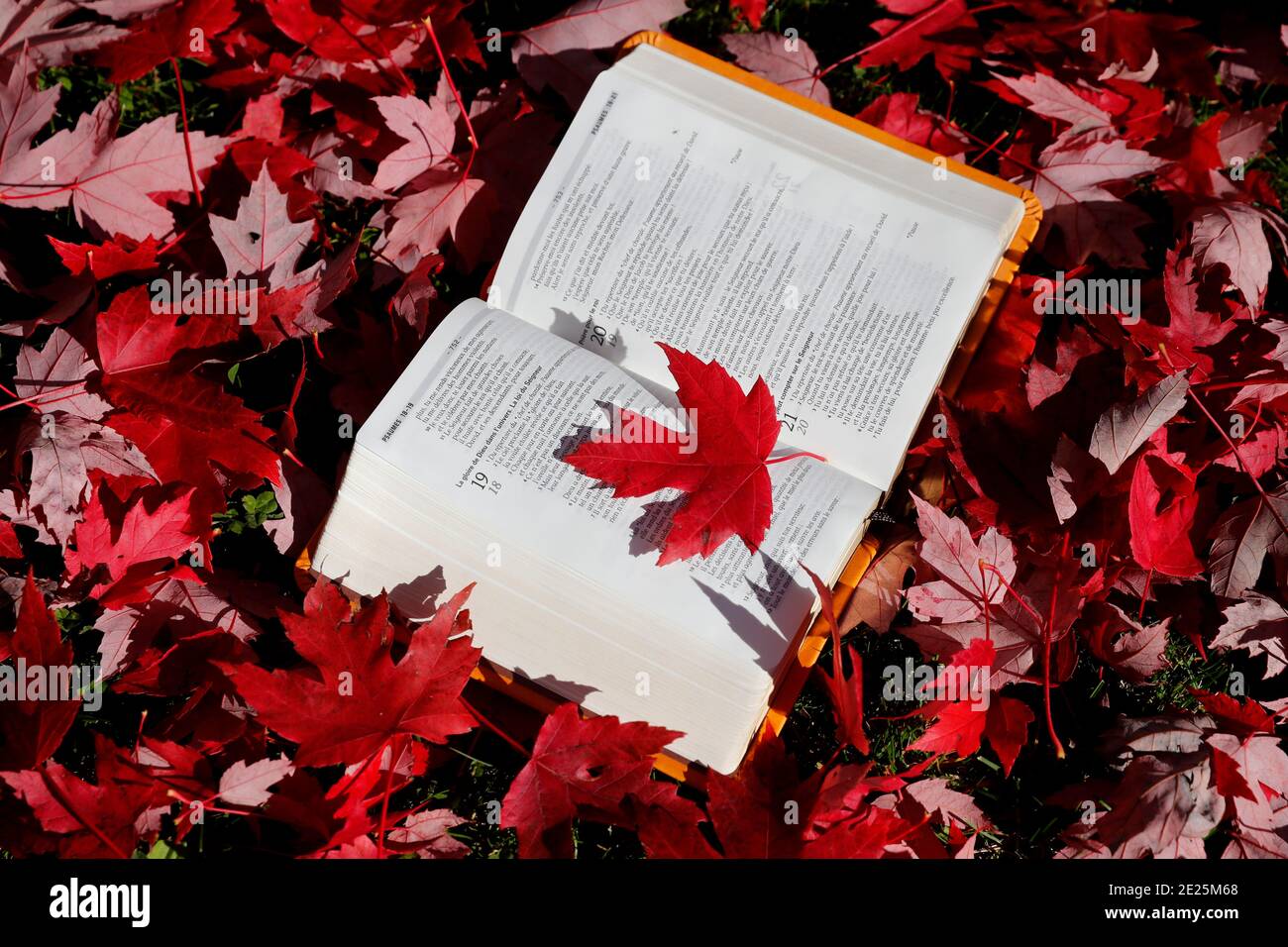 Open bible on a bench with dry fallen autumn red leaves. Faith and ...