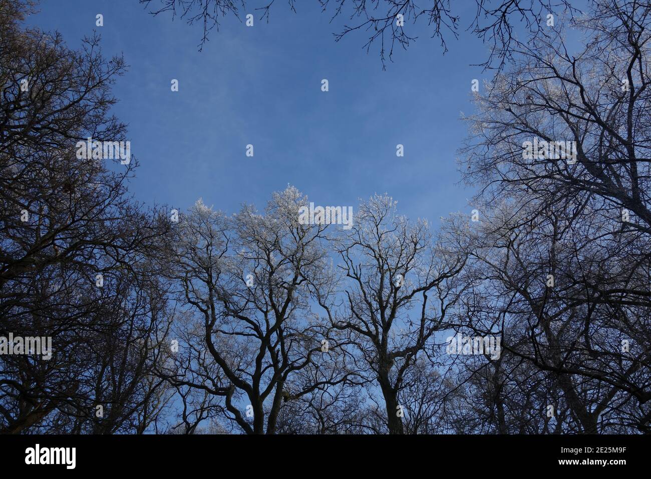Frozen treetops in the January sunshine Stock Photo - Alamy