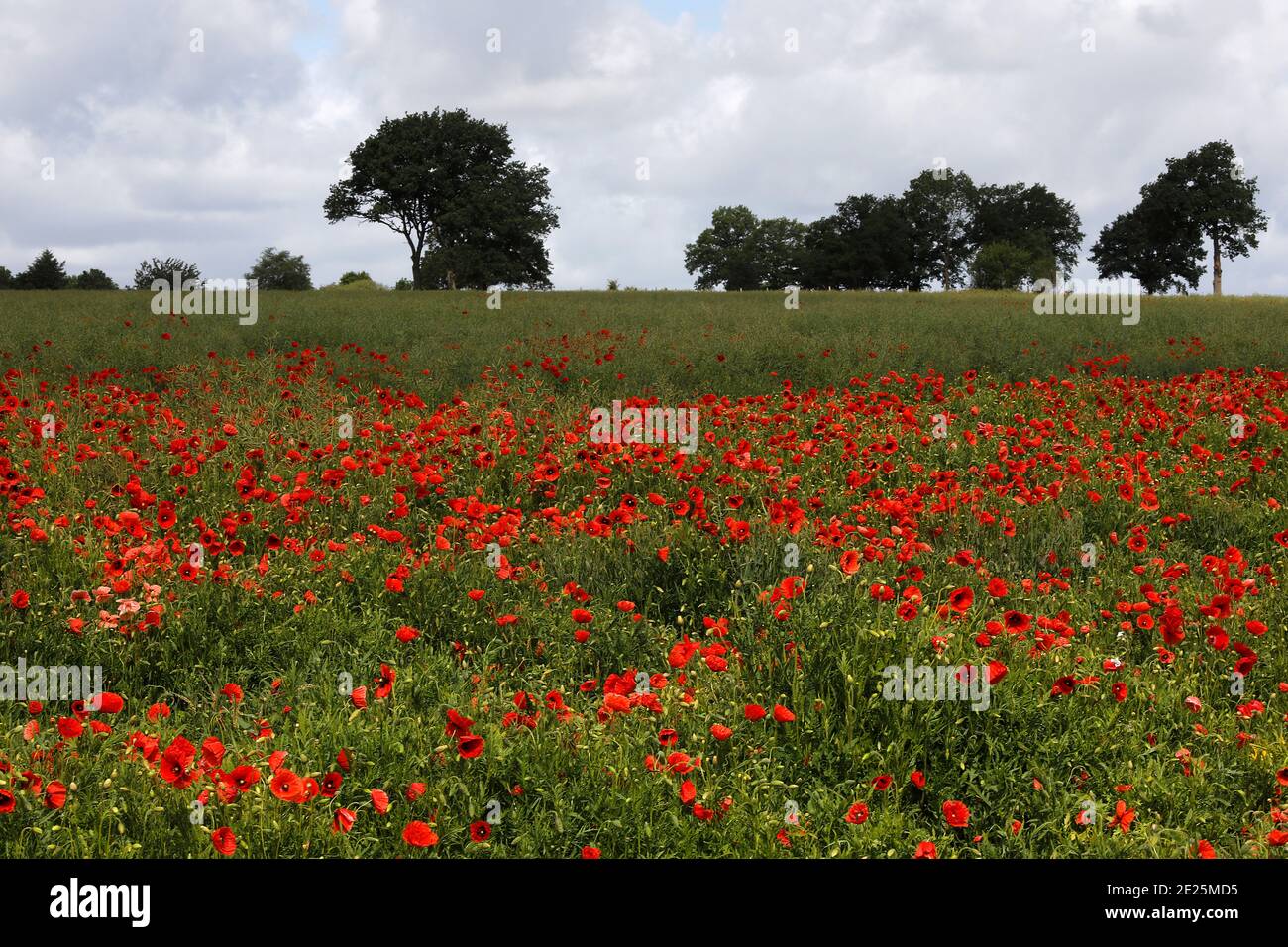 Poppies in Normandy, France Stock Photo - Alamy